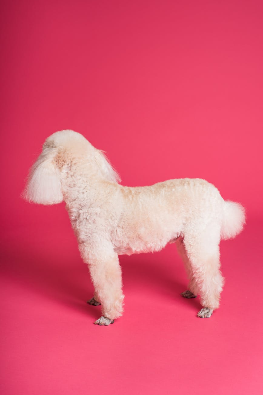 Find de bedste pote- og pelsplejeprodukter til din hund her →